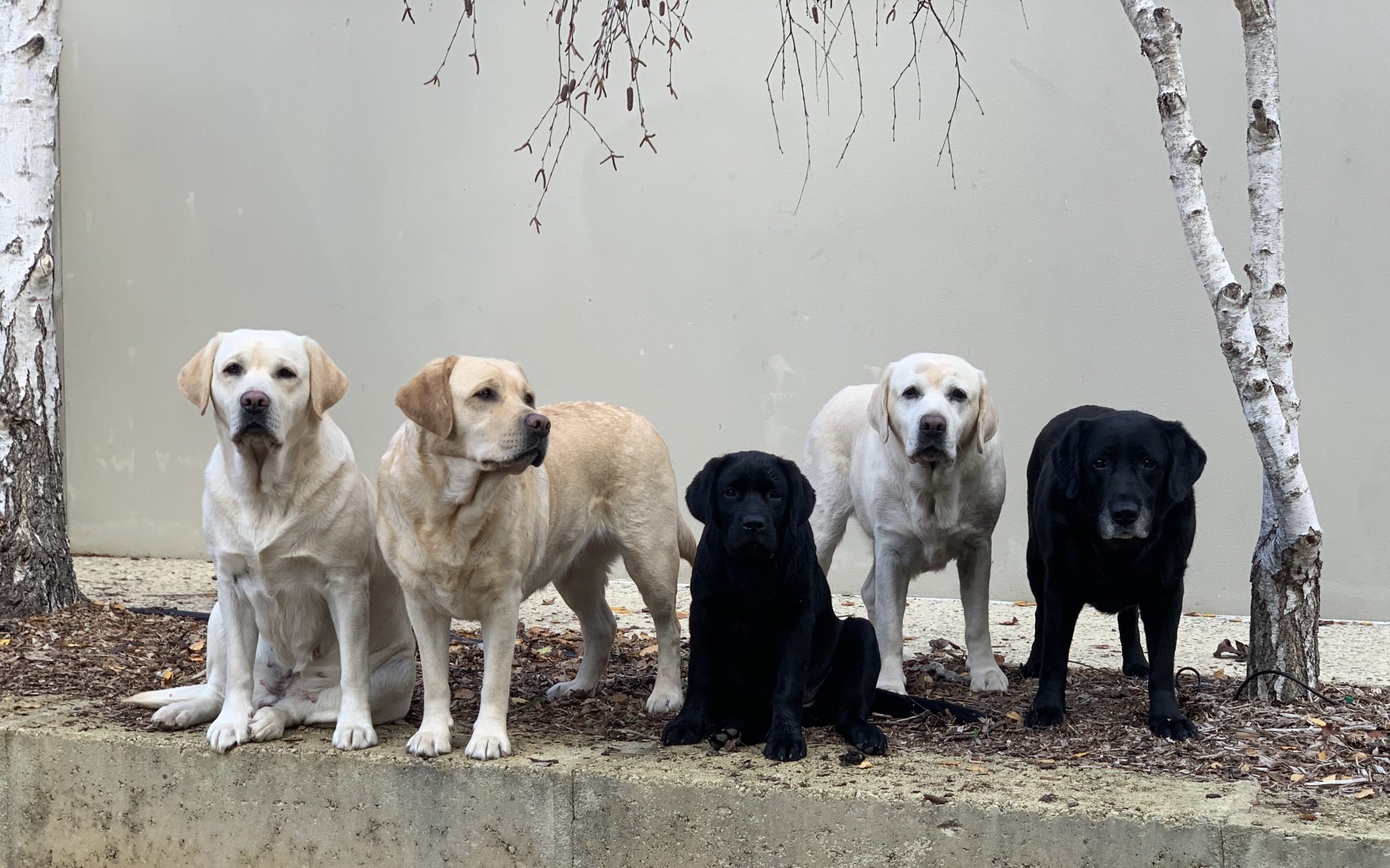 LAIDBACK LABRADORS – LABRADORS Western Australia